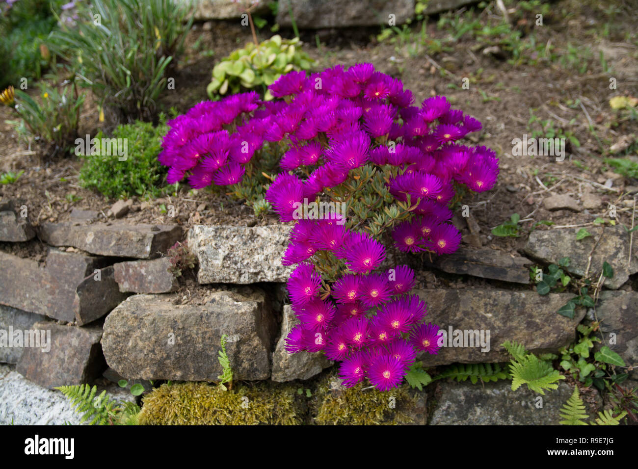 Purple Lampranthus plant cascading down a rocky wall Stock Photo - Alamy