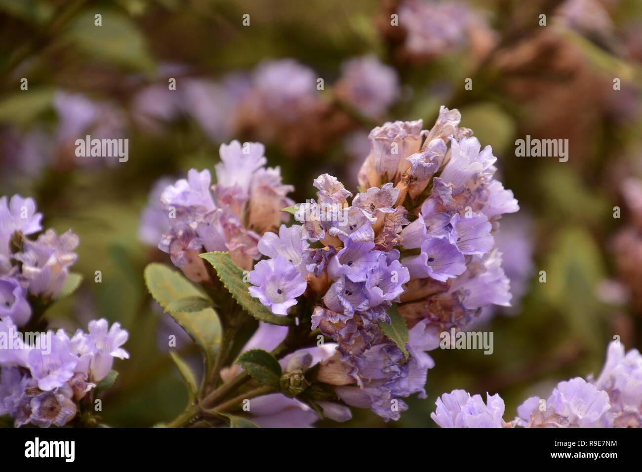 Neelakurinji Flowers that bloom once in 12 years, Eravikulam National ...