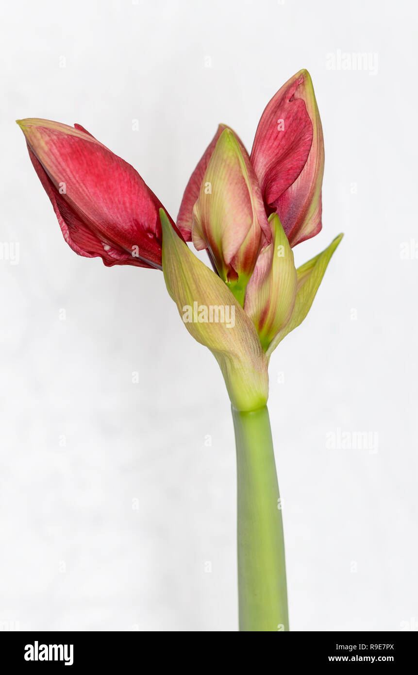 Pre bloom hi-res stock photography and images - Alamy