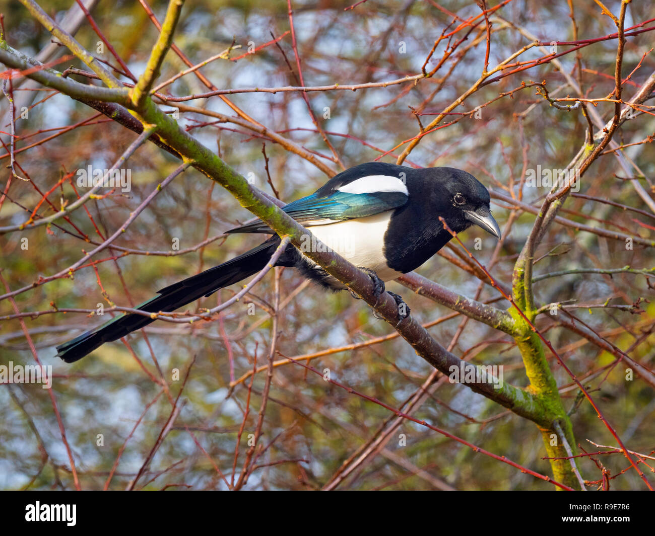 Long tail magpies hi-res stock photography and images - Alamy