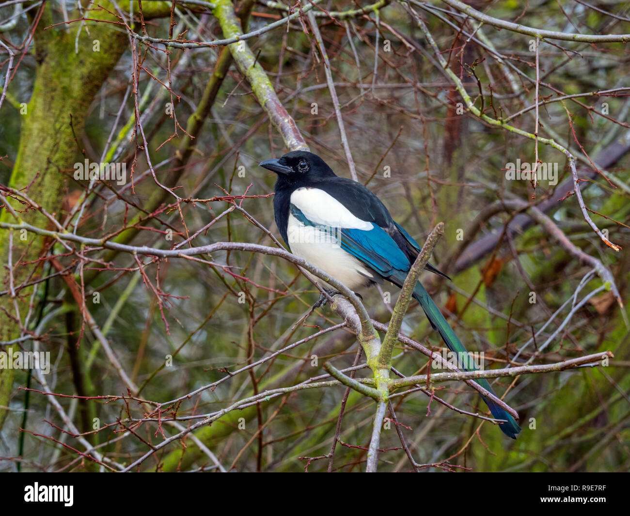 Long tail magpies hi-res stock photography and images - Alamy