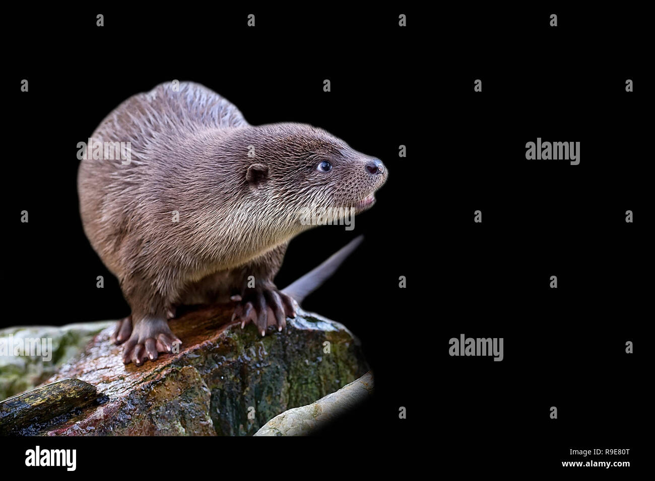 Weasel on a black background Stock Photo - Alamy