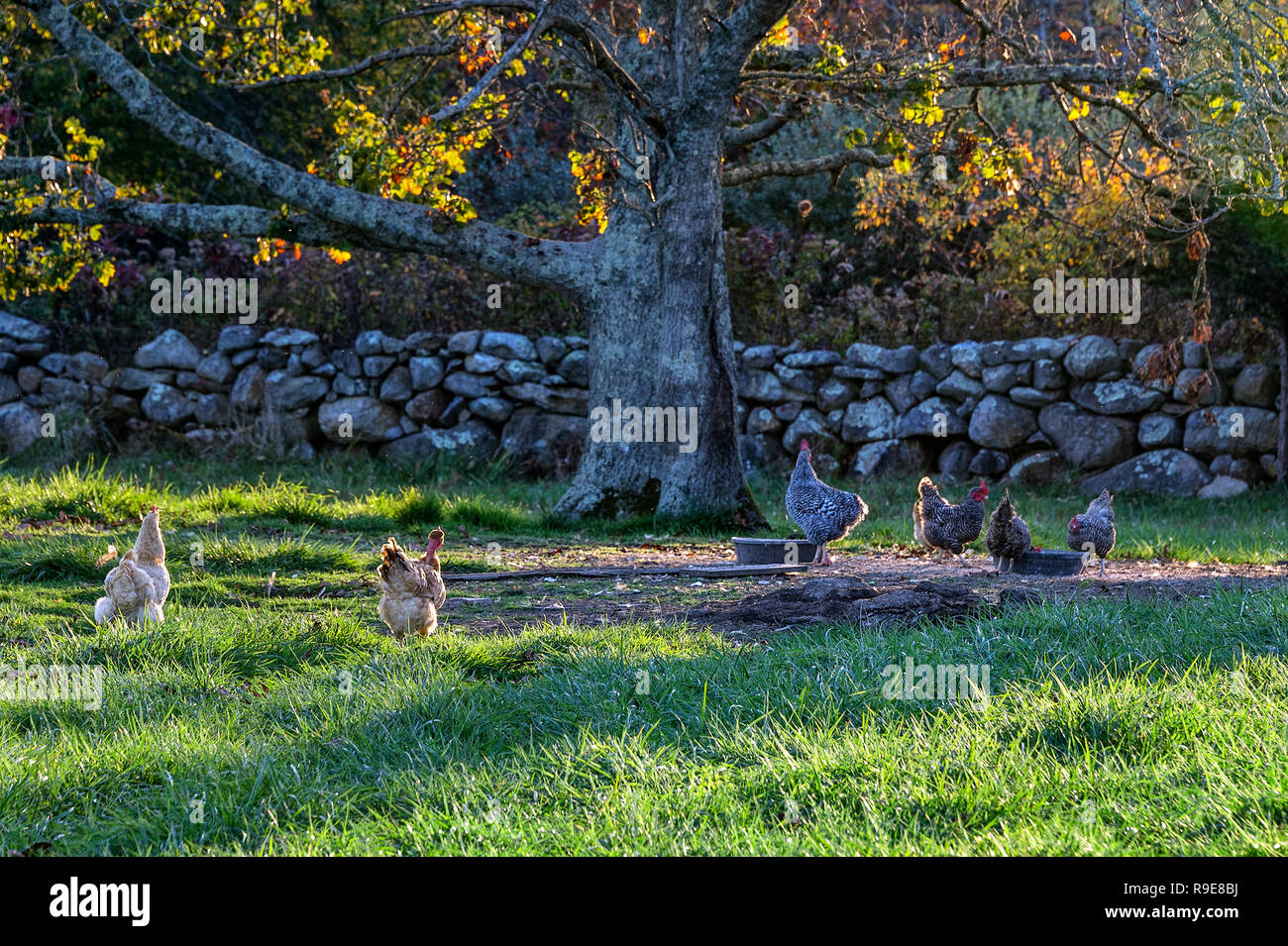 Free range chickens feeding, Chilmark, Martha's Vineyard, Massachusetts ...