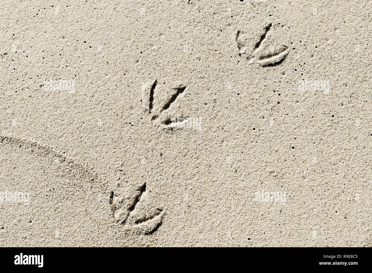 Seagull footprints in the beach sand Stock Photo - Alamy