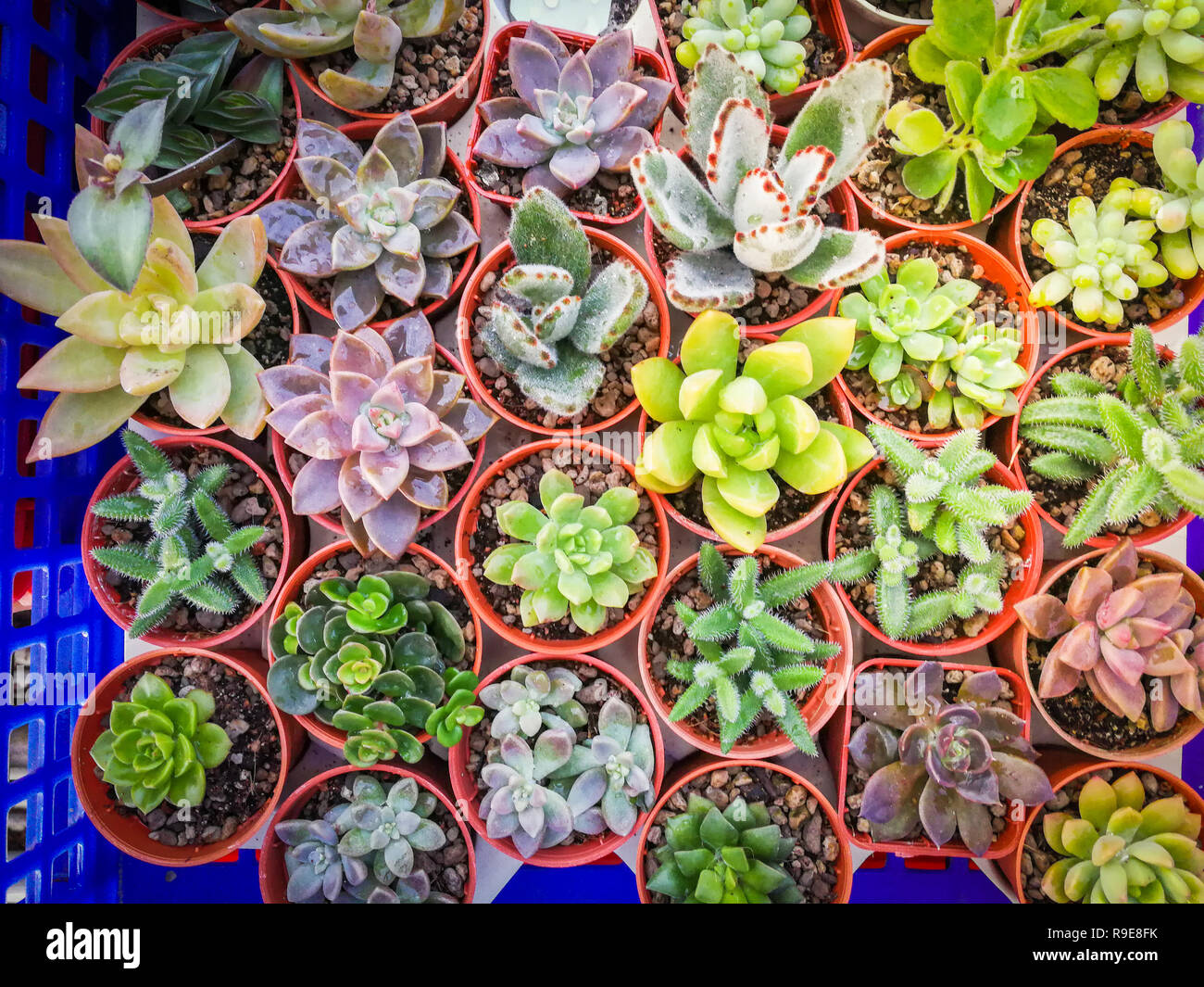 Miniature succulent plant various types beautiful / Succulent plant ...