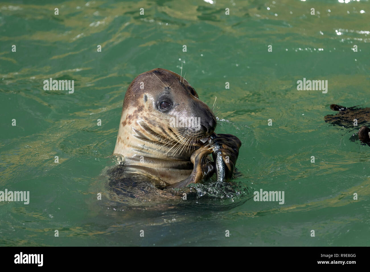 Seal eating fish hi-res stock photography and images - Alamy