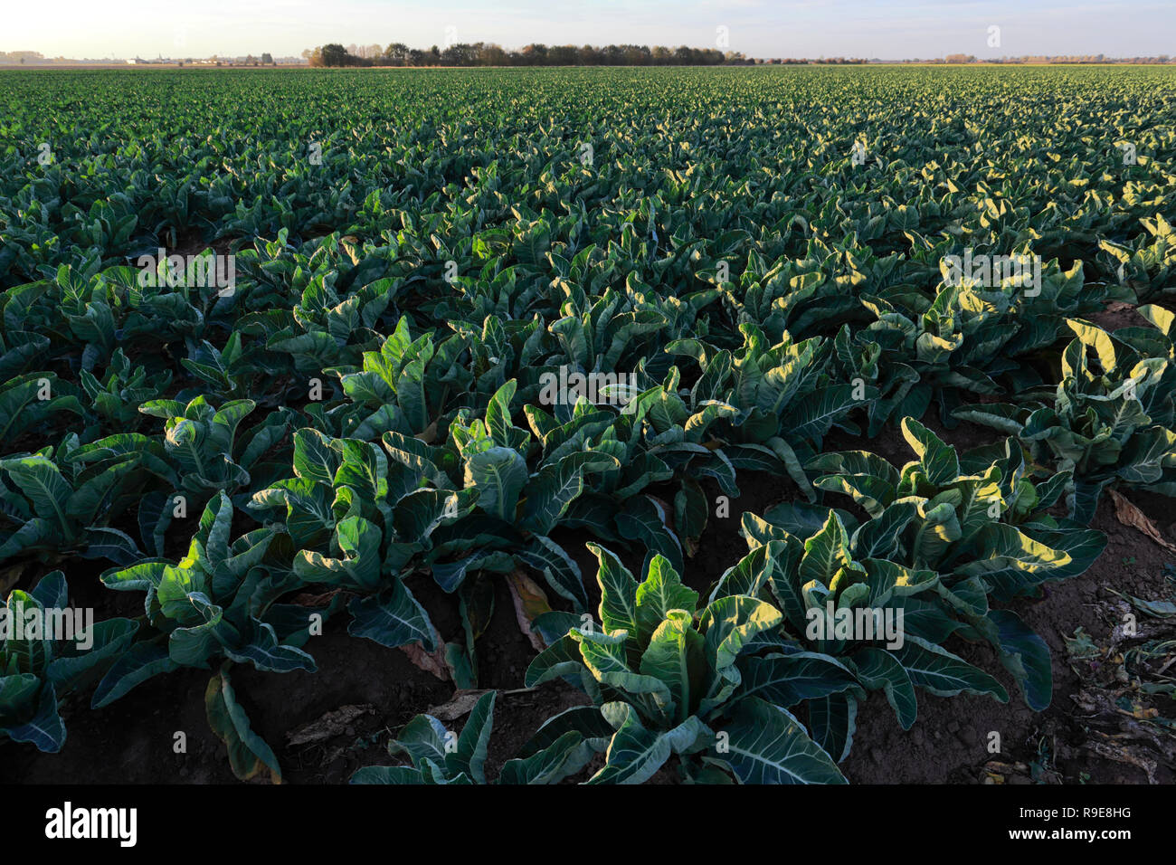 Fen farming hi-res stock photography and images - Alamy