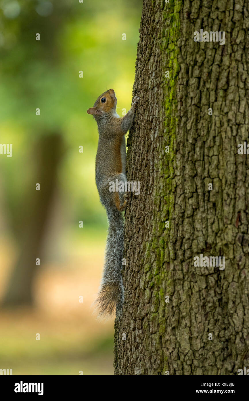 Grey tree squirrel hi-res stock photography and images - Alamy
