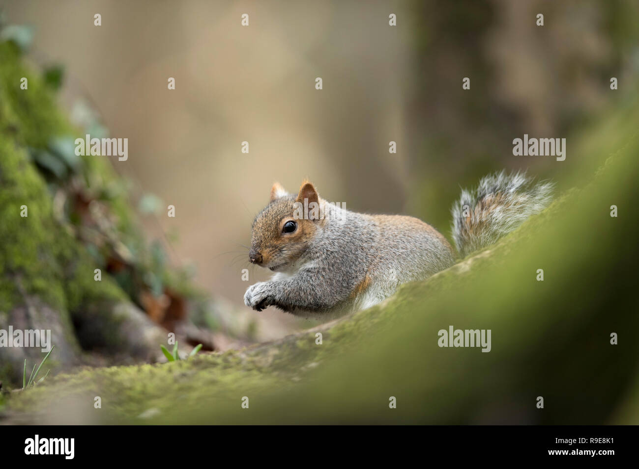 Grey squirrel tree hi-res stock photography and images - Alamy
