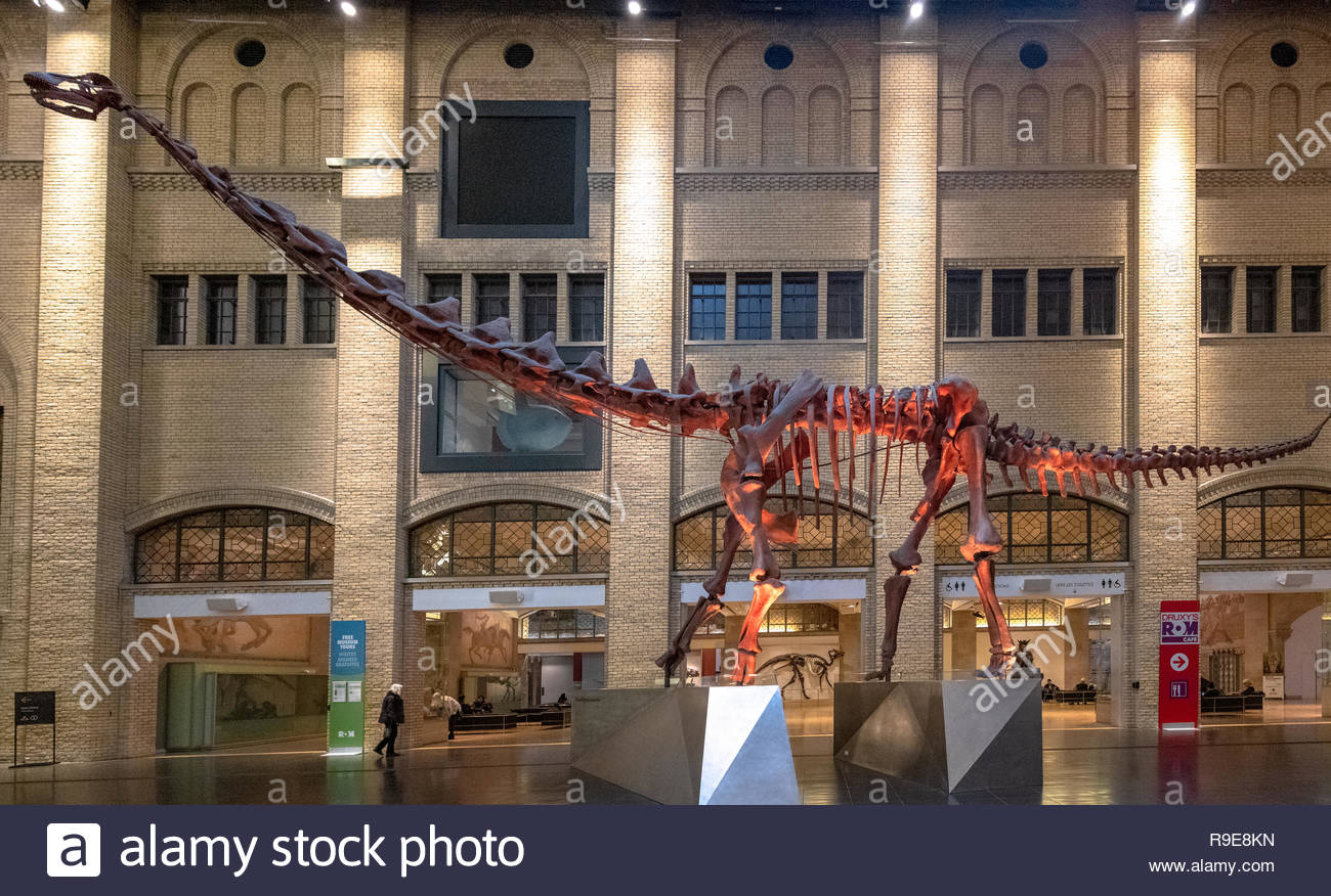 Rom Dinosaur Skeleton Stock Photos & Rom Dinosaur Skeleton Stock Images ...