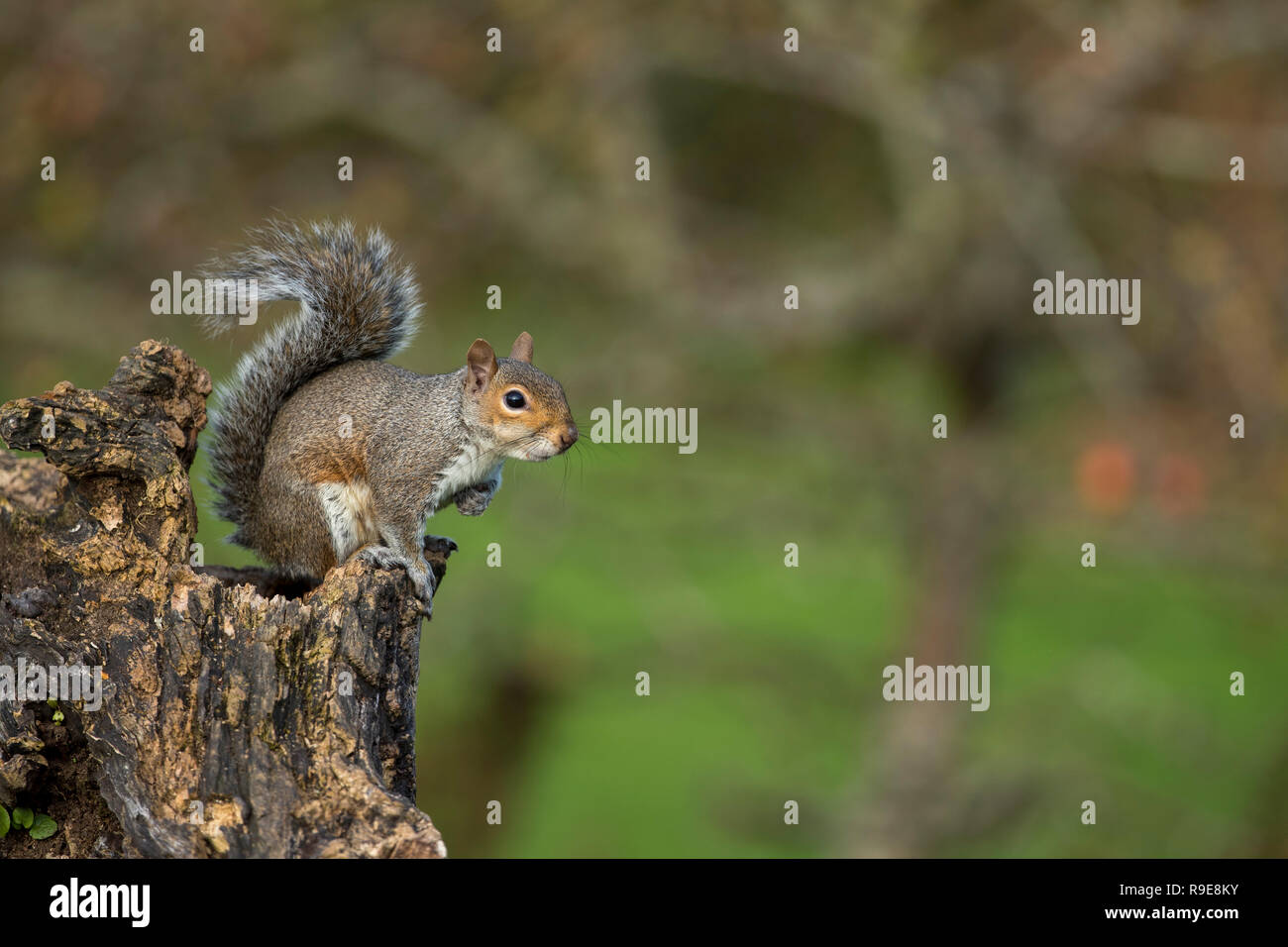 Grey squirrel tree hi-res stock photography and images - Alamy