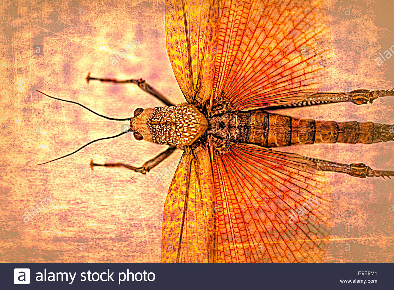 Dissect Stock Photos & Dissect Stock Images - Alamy