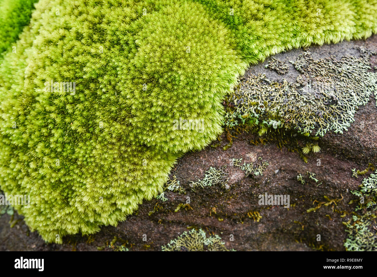 beautiful moss on the rock plant / green moss with grass close up moss ...