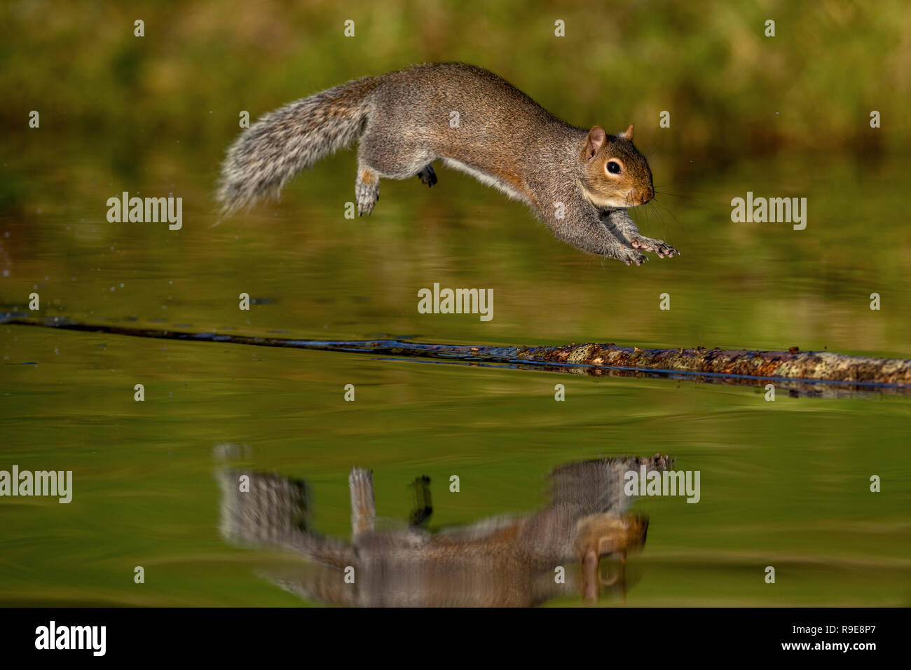 Sciurus carolinensis leap hi-res stock photography and images - Alamy