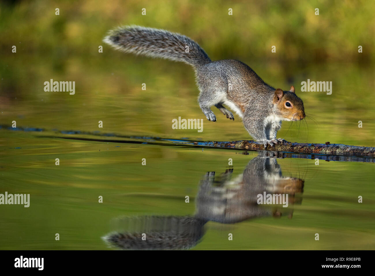 Sciurus carolinensis leap hi-res stock photography and images - Alamy