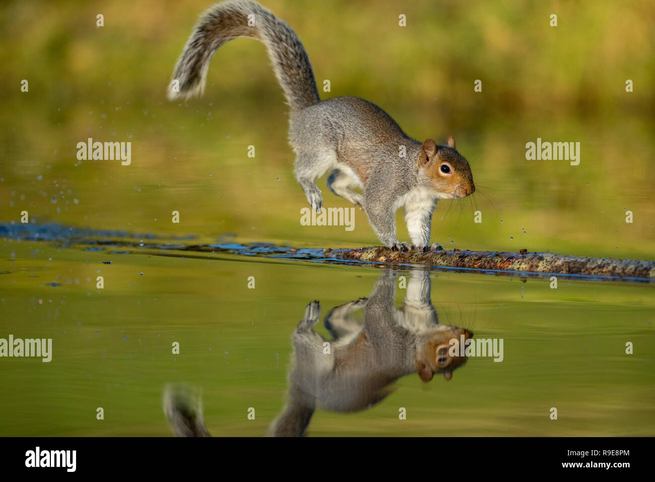 Sciurus carolinensis leap hi-res stock photography and images - Alamy
