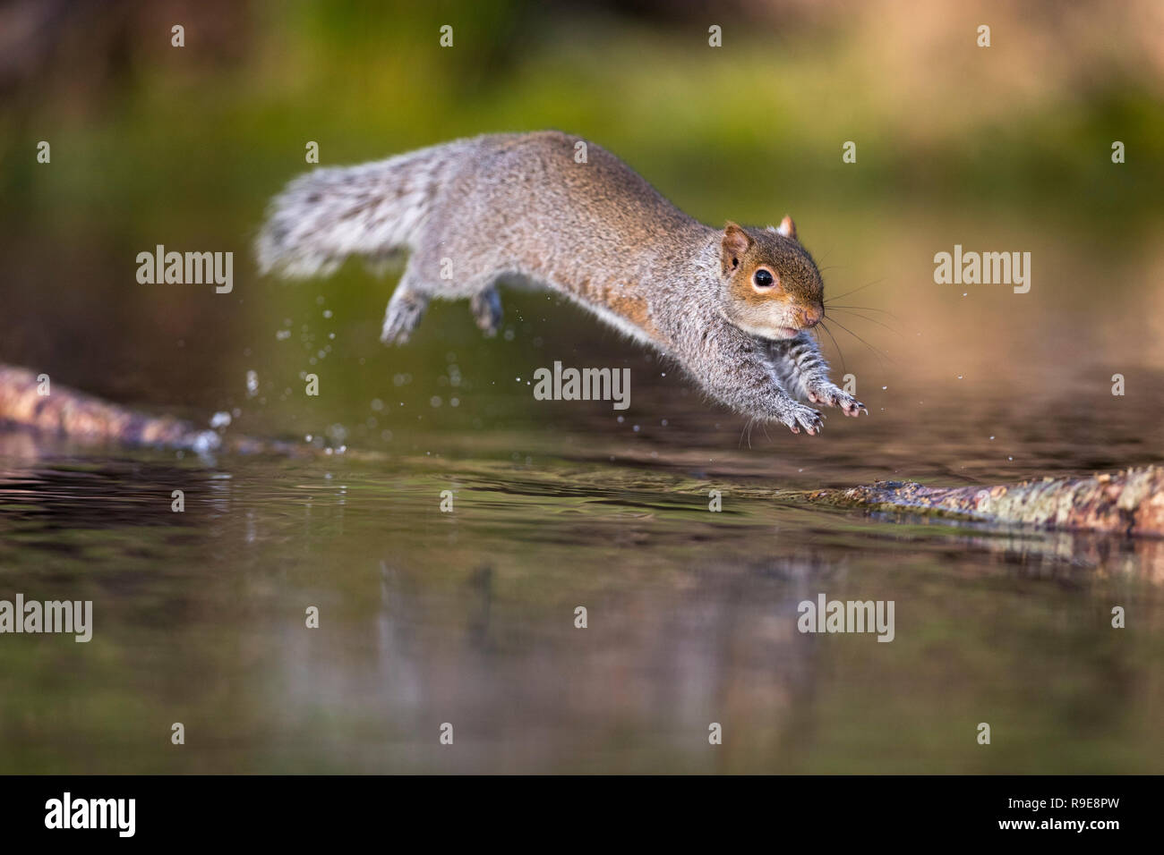 Squirrel jumping hi-res stock photography and images - Alamy
