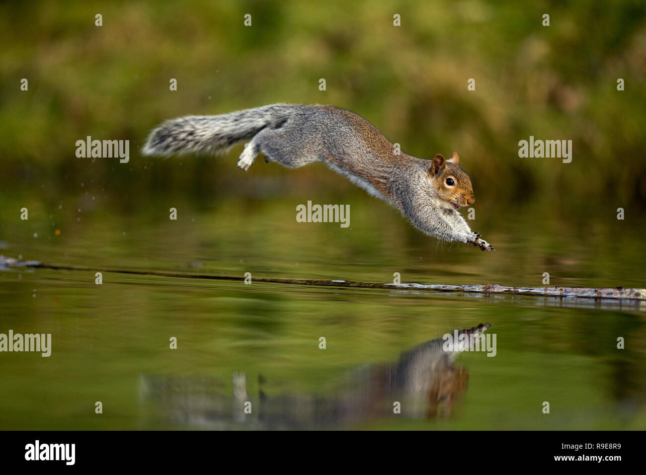 Grey Squirrel; Sciurus carolinensis Single Jumping over Water Cornwall ...