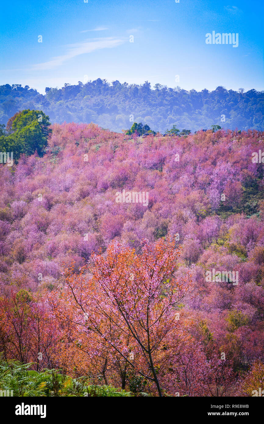 wild himalayan cherry blooming/pink tree of cherry blossom or sakura ...