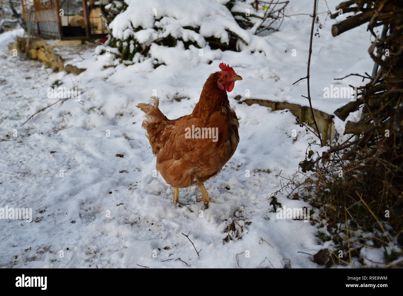 domestic chicken walking and eating on the snow farm in the winter ...