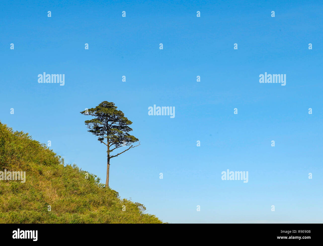 Birch Tree On Mountain Slope High Resolution Stock Photography and ...