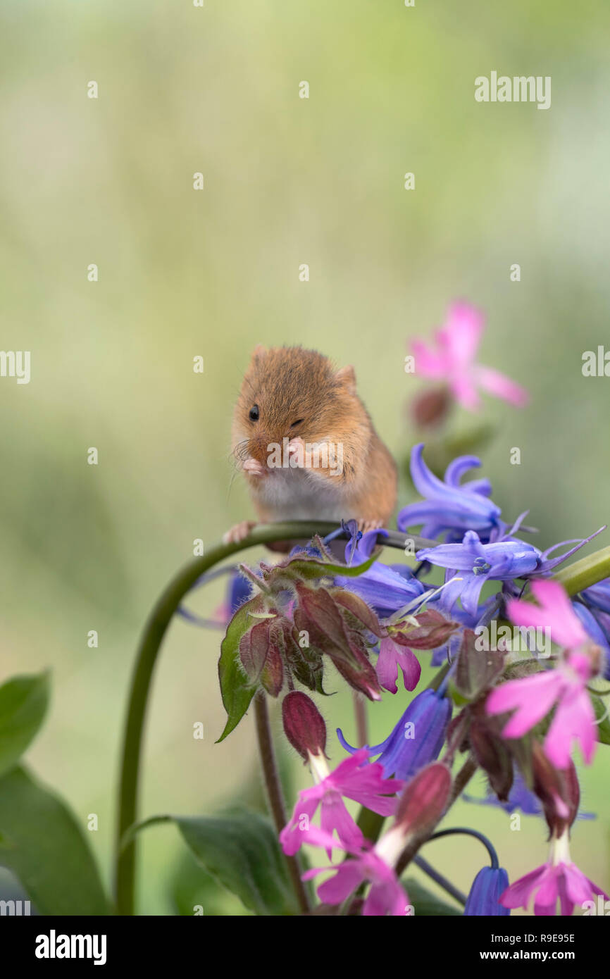 Mouse washing hi-res stock photography and images - Alamy