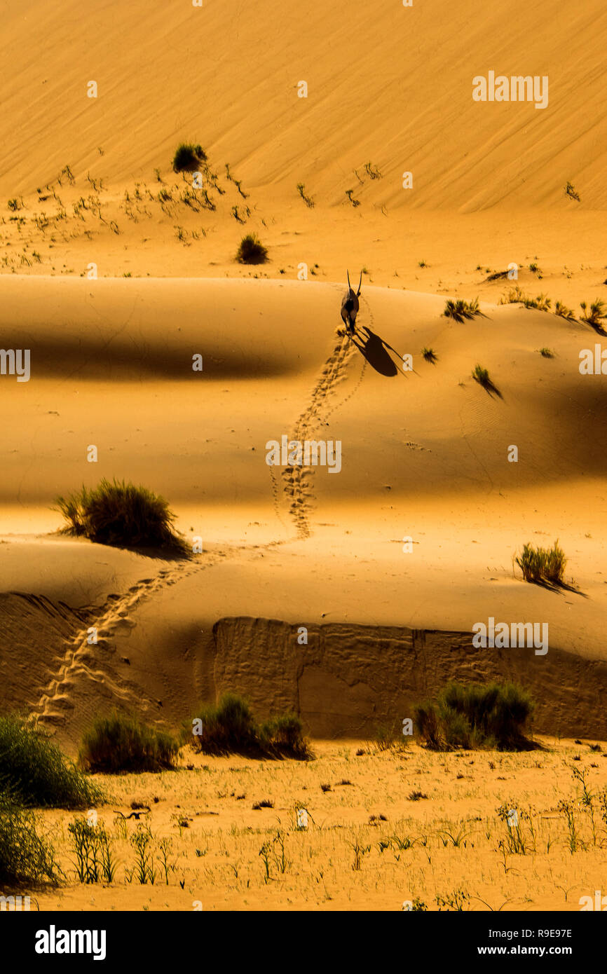 Big daddy hi-res stock photography and images - Alamy