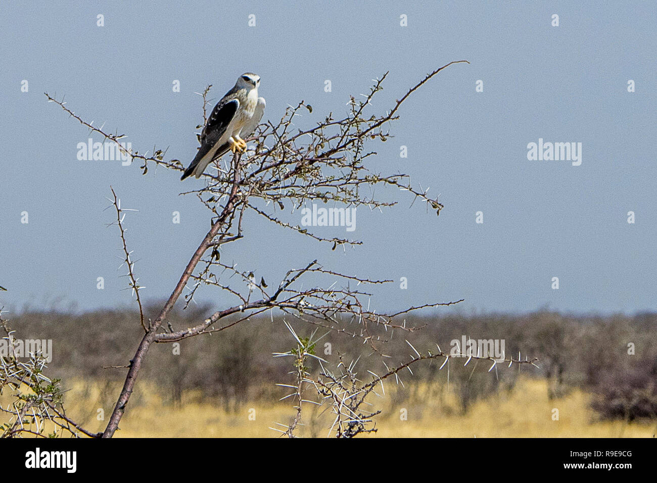 Namibia - Eagle Stock Photo - Alamy
