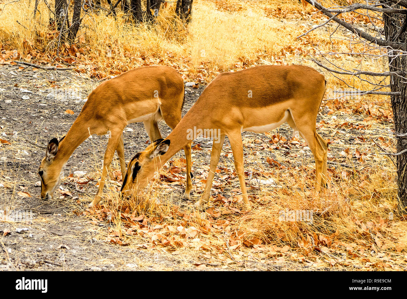 The springbok and the impala hi-res stock photography and images - Alamy