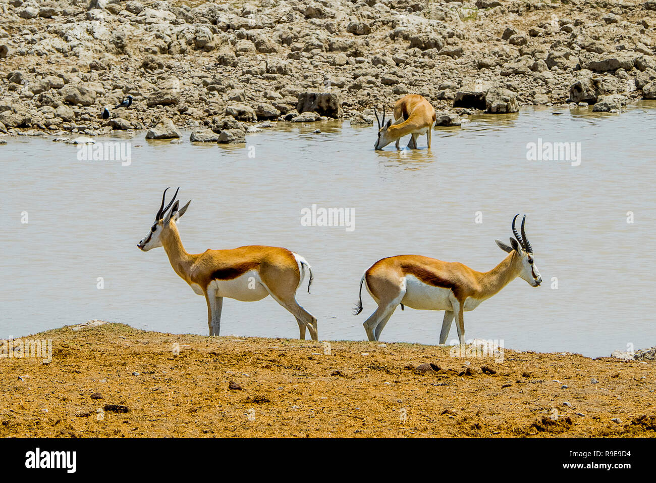 The springbok and the impala hi-res stock photography and images - Alamy