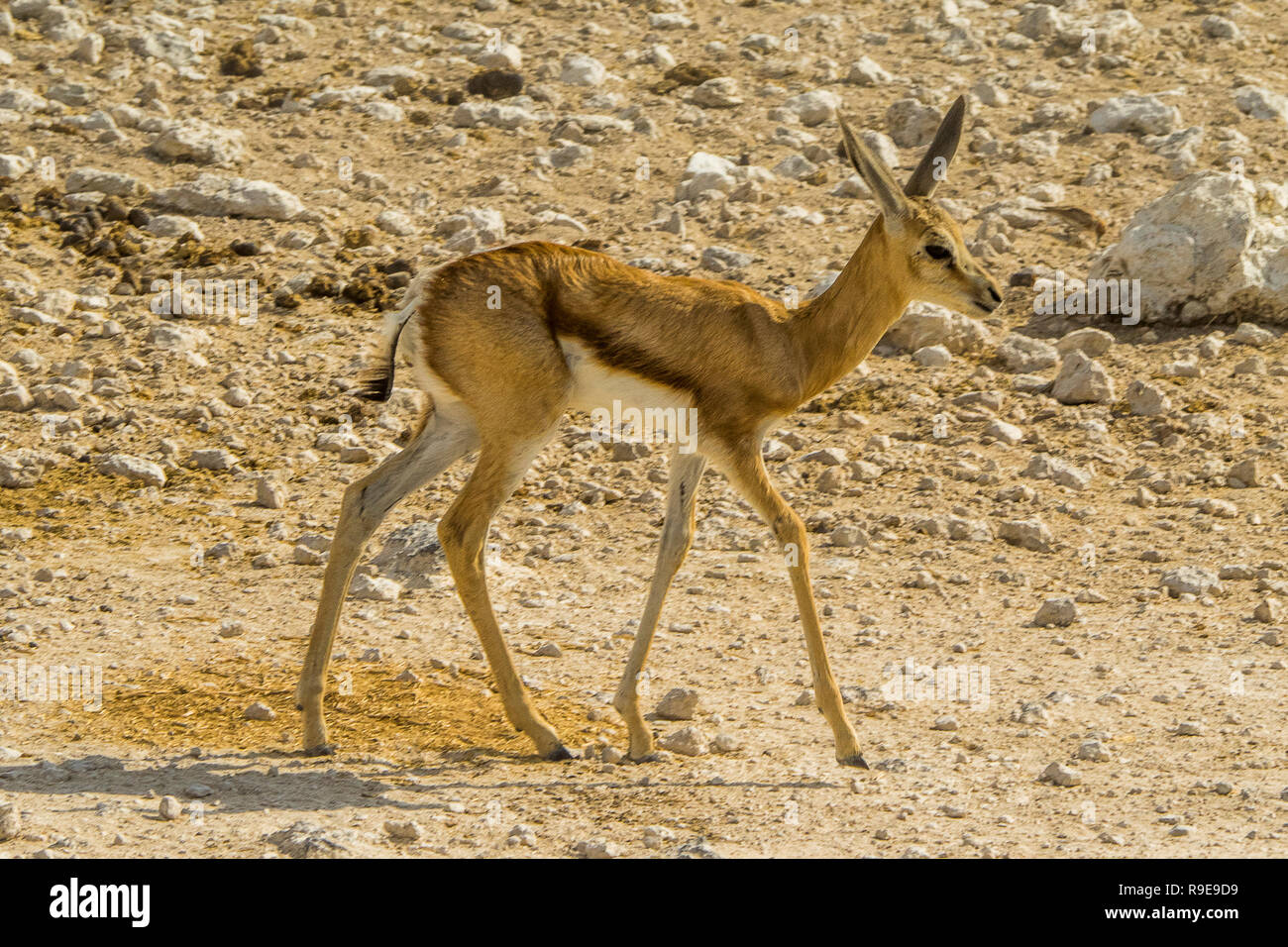 The springbok and the impala hi-res stock photography and images - Alamy