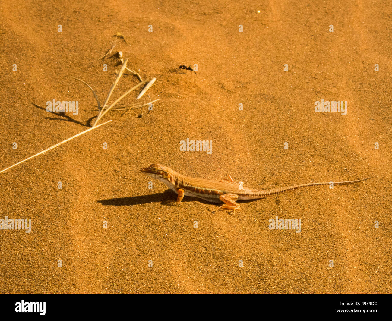 Lizard Namibia Stock Photos & Lizard Namibia Stock Images - Alamy