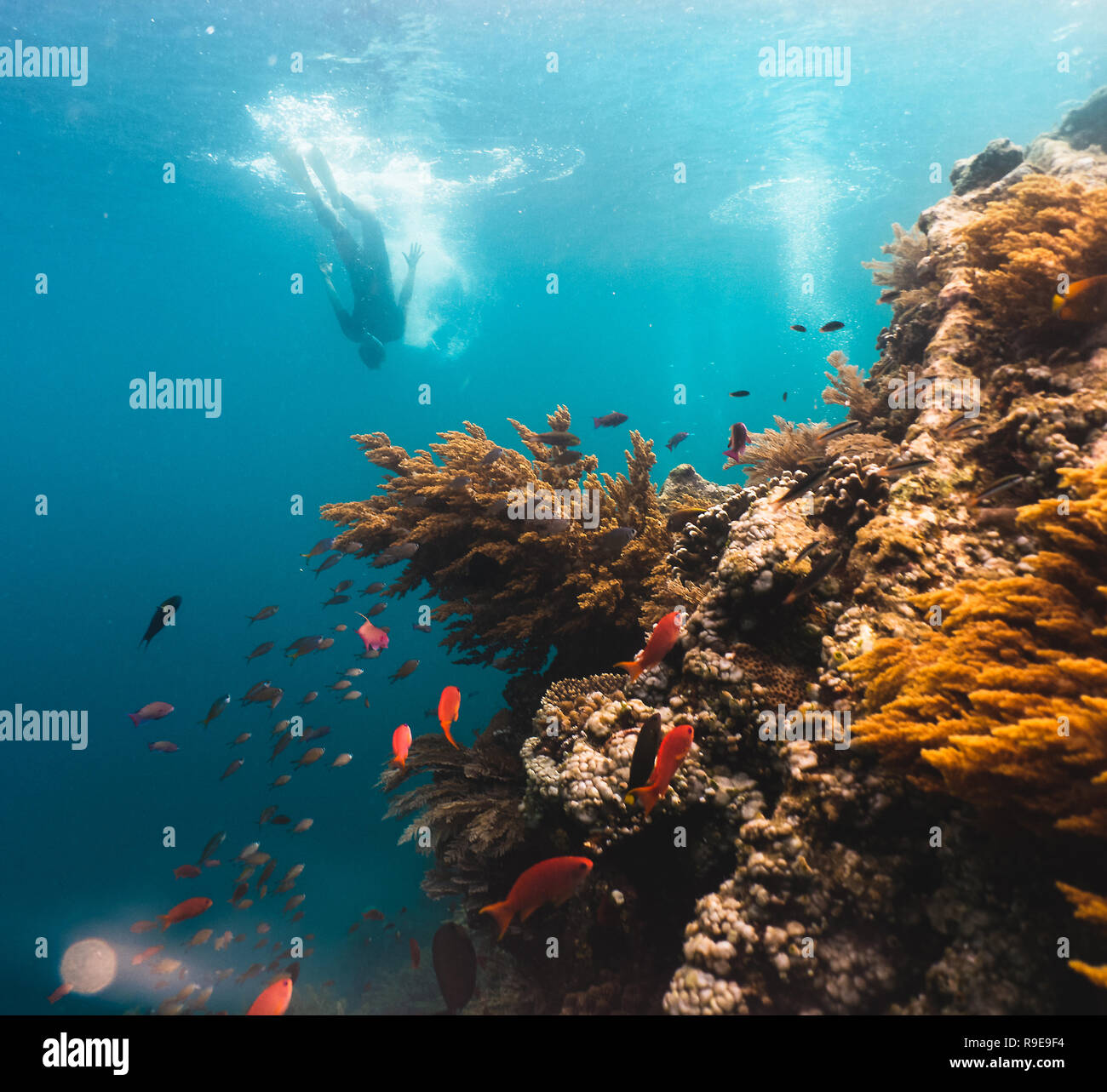 Free diver exploring vivid coral reef in tropical sea Stock Photo - Alamy
