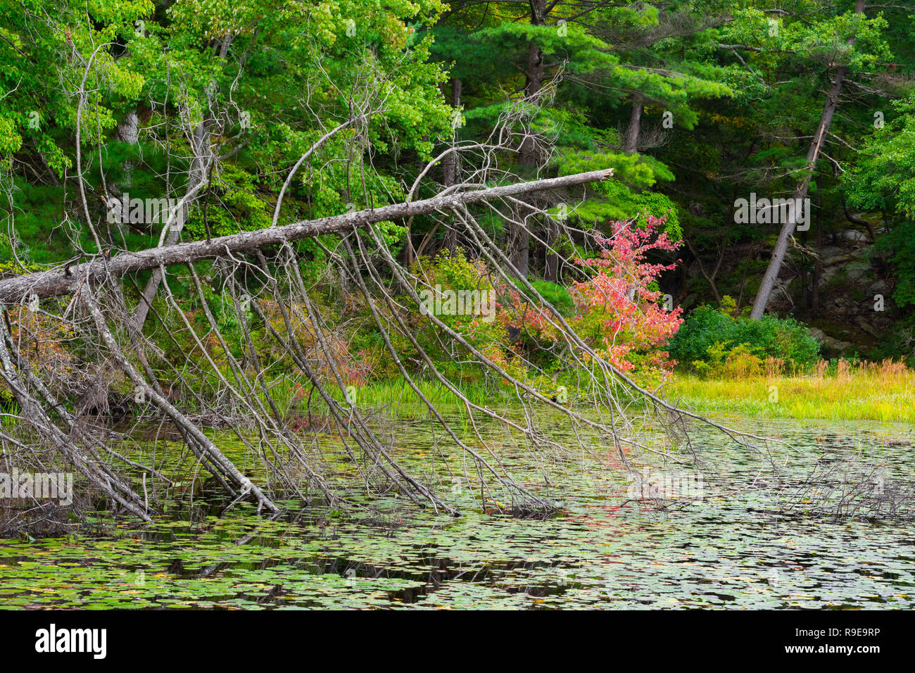 Fallen dead tree in pond with lily pads in forest Stock Photo - Alamy