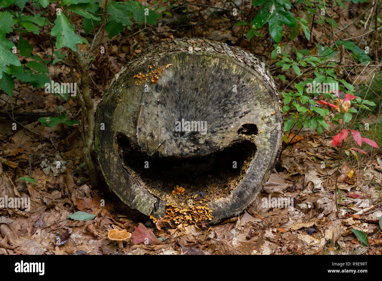 Smiling tree stump in woods with orange fungi coming out of mouth Stock ...