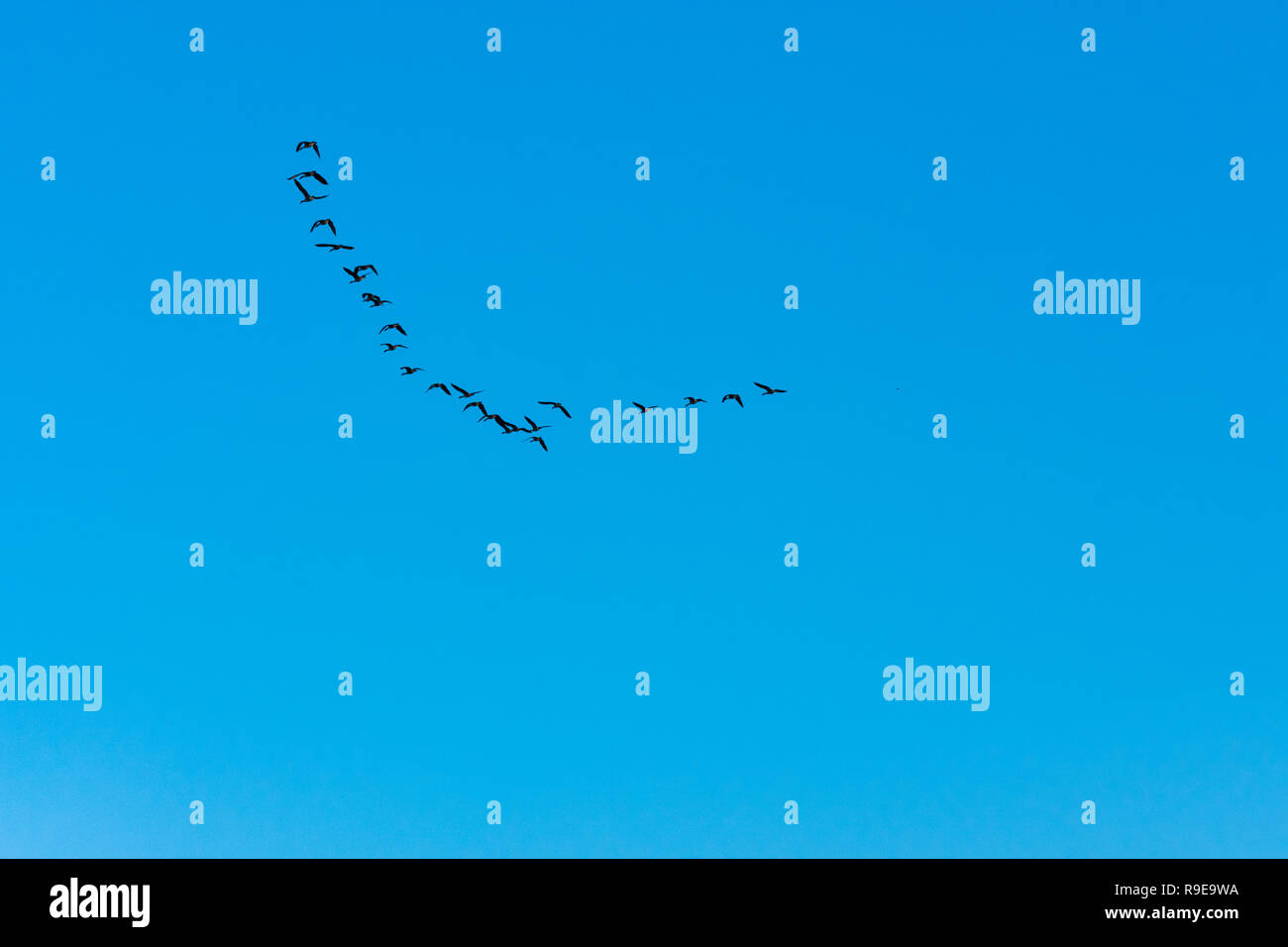 Geese flying high in blue hi-res stock photography and images - Alamy