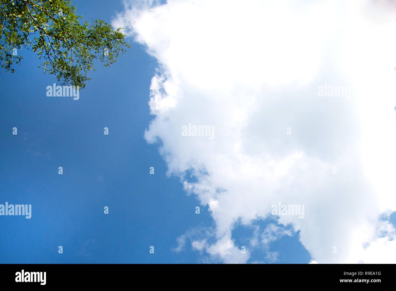 leave with sky , white cloud tree branch with foliage Stock Photo - Alamy