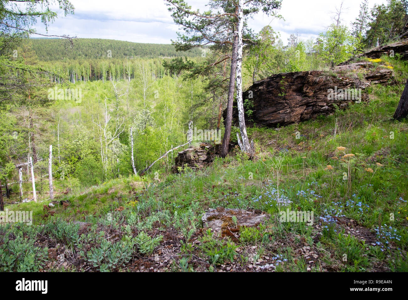View on taiga. Rocks in the forest of Siberia Stock Photo - Alamy