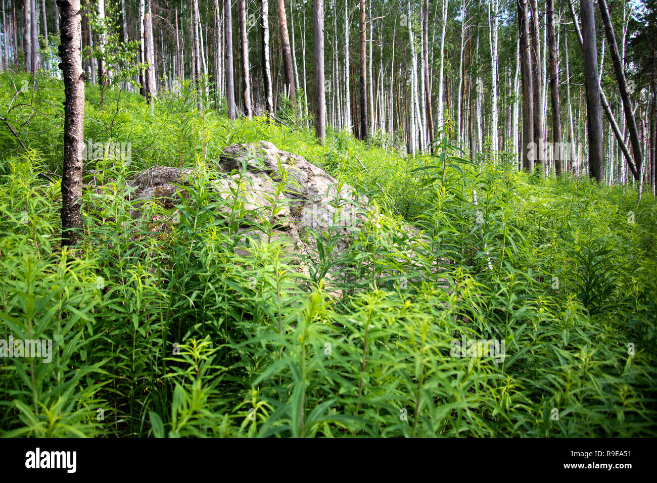 View on taiga. Rocks in the forest of Siberia Stock Photo - Alamy