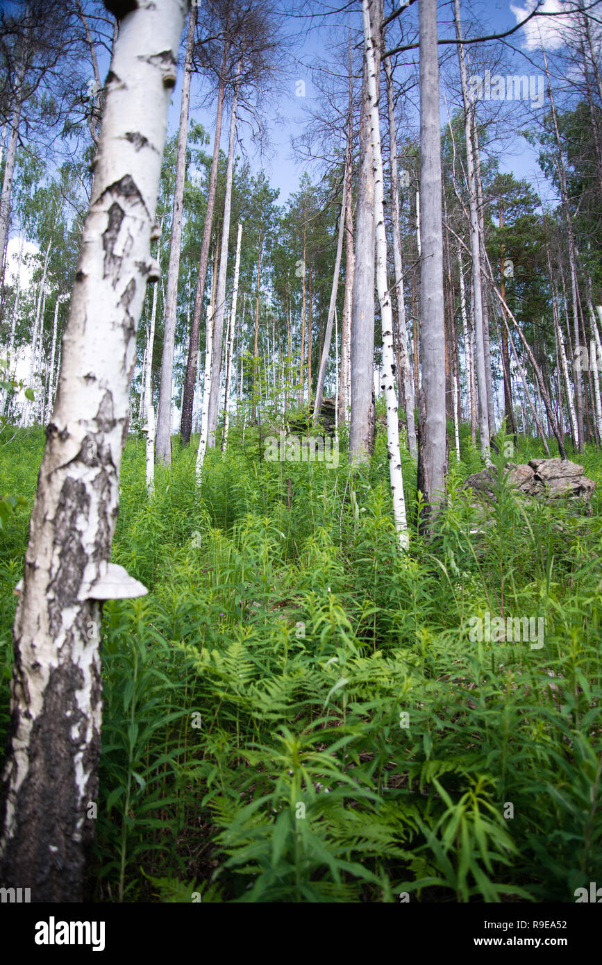 View on taiga. Rocks in the forest of Siberia Stock Photo - Alamy