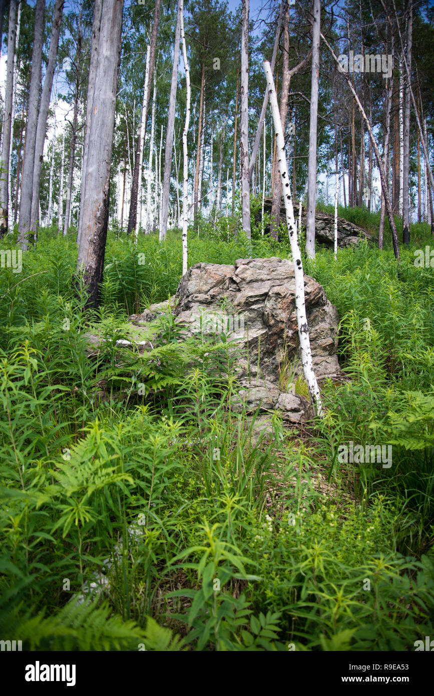 View on taiga. Rocks in the forest of Siberia Stock Photo - Alamy