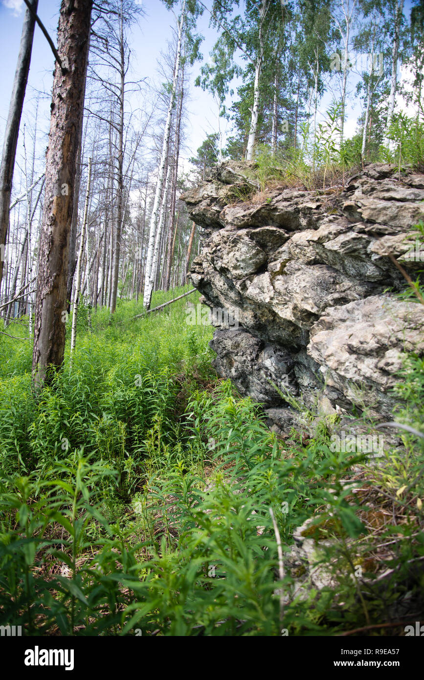 Siberia summer taiga not people hi-res stock photography and images - Alamy