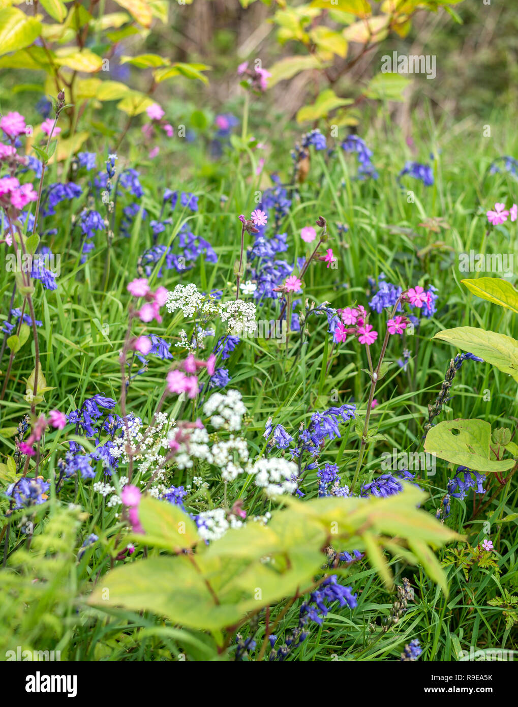Cornwall wildflowers hi-res stock photography and images - Alamy