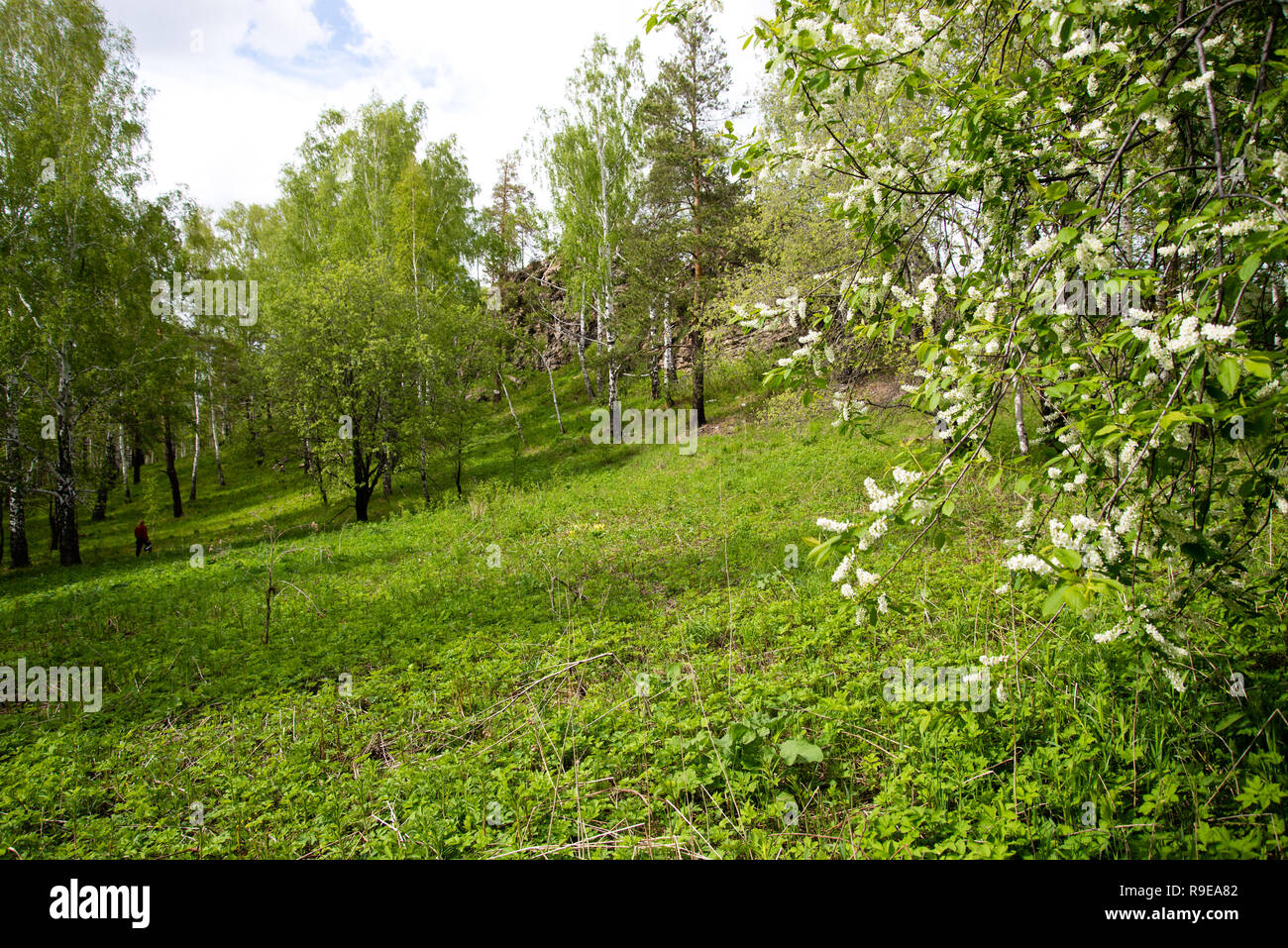 Beautiful glade in wood, spring forest glade Stock Photo - Alamy