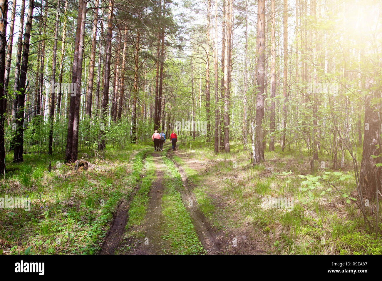 Forest track in sunshine hi-res stock photography and images - Alamy