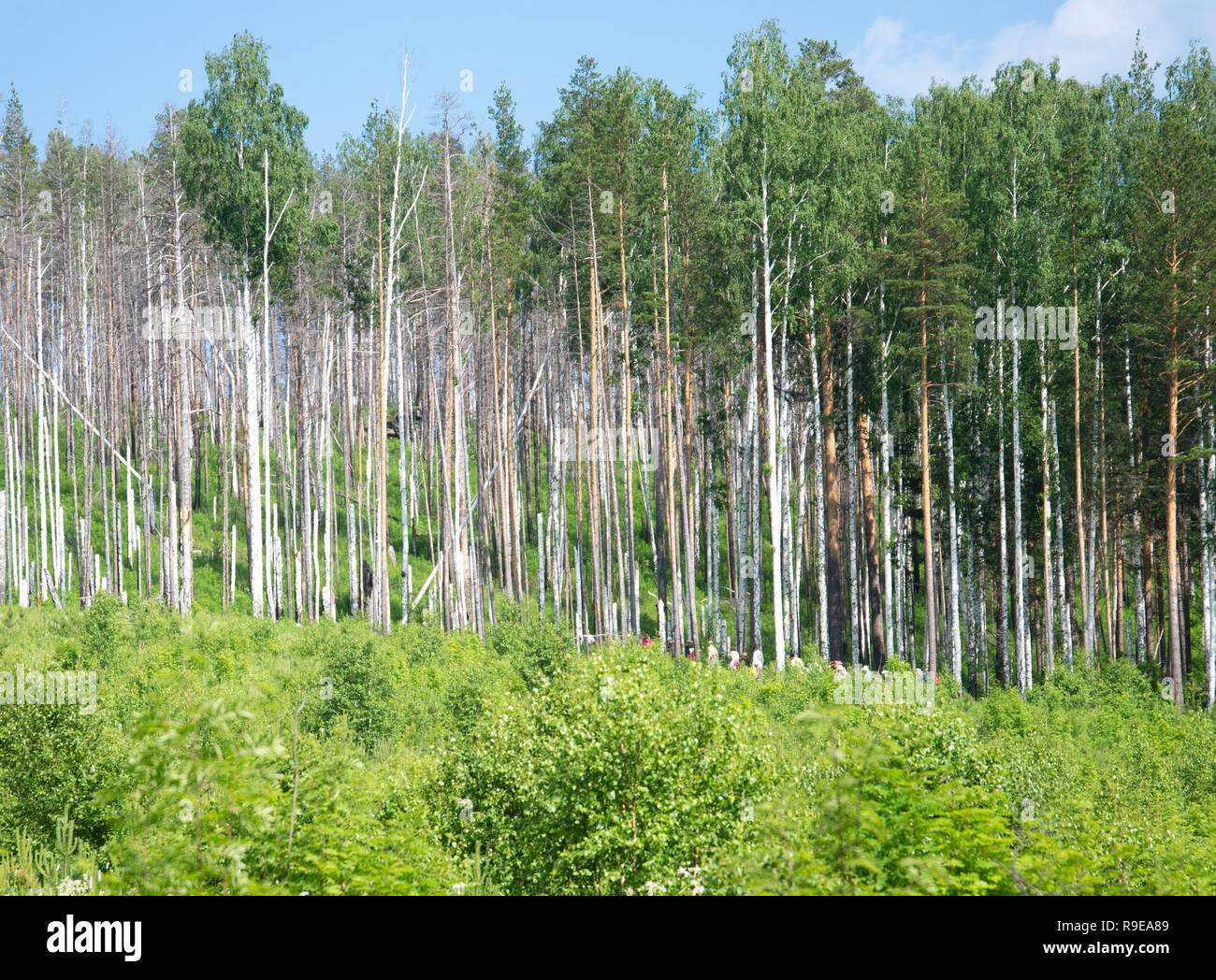 Alder trail hi-res stock photography and images - Alamy
