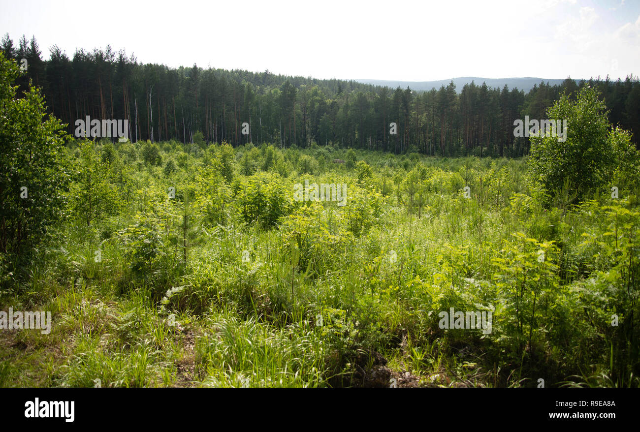 Beautiful glade hi-res stock photography and images - Alamy