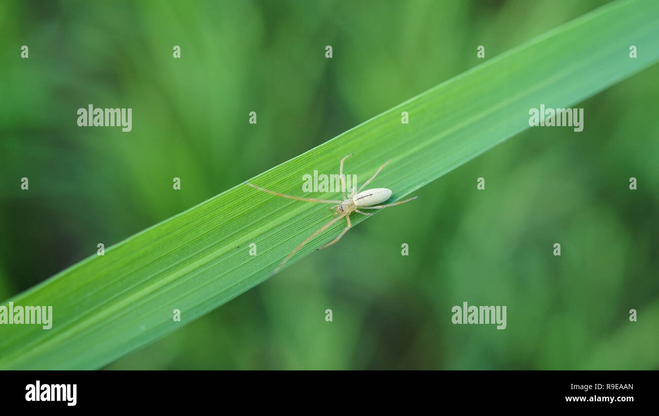 Benefical insect hi-res stock photography and images - Alamy