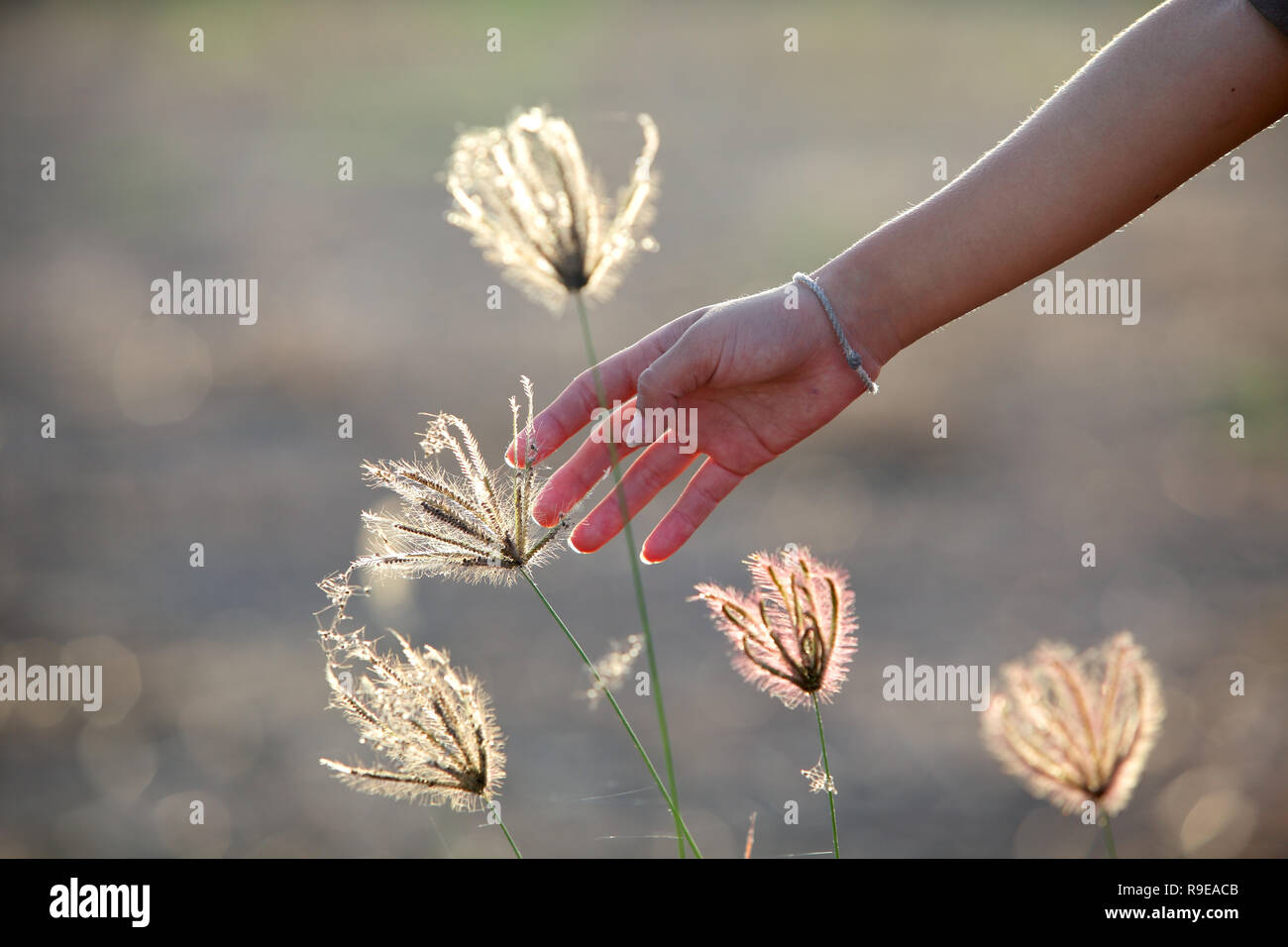 Human hand touching grass hi-res stock photography and images - Alamy