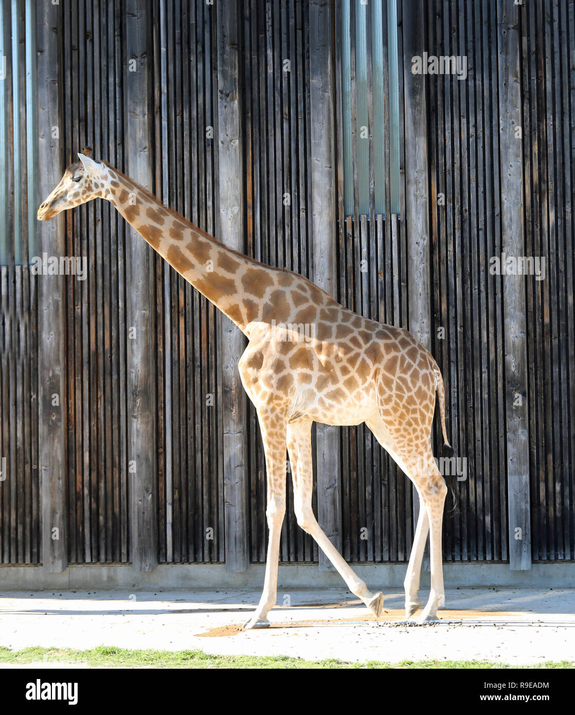 big giraffe with long neck walks in the enclosure of the public zoo ...